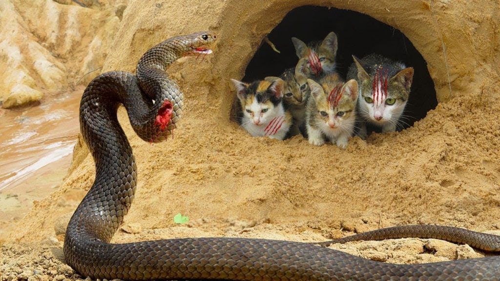 snake-kittens – ZuckerEM @ Northwell